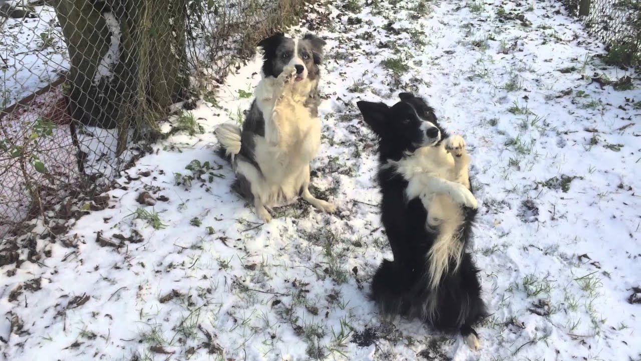Happy Howl-i-days! - YouTube