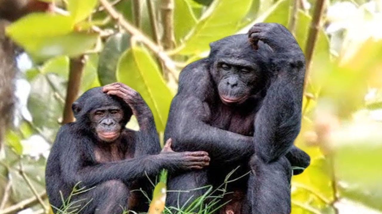 Fahamu Sokwe Jike jinsi anavyochepuka,Dume Humtumia Majani kutikisa ili ...