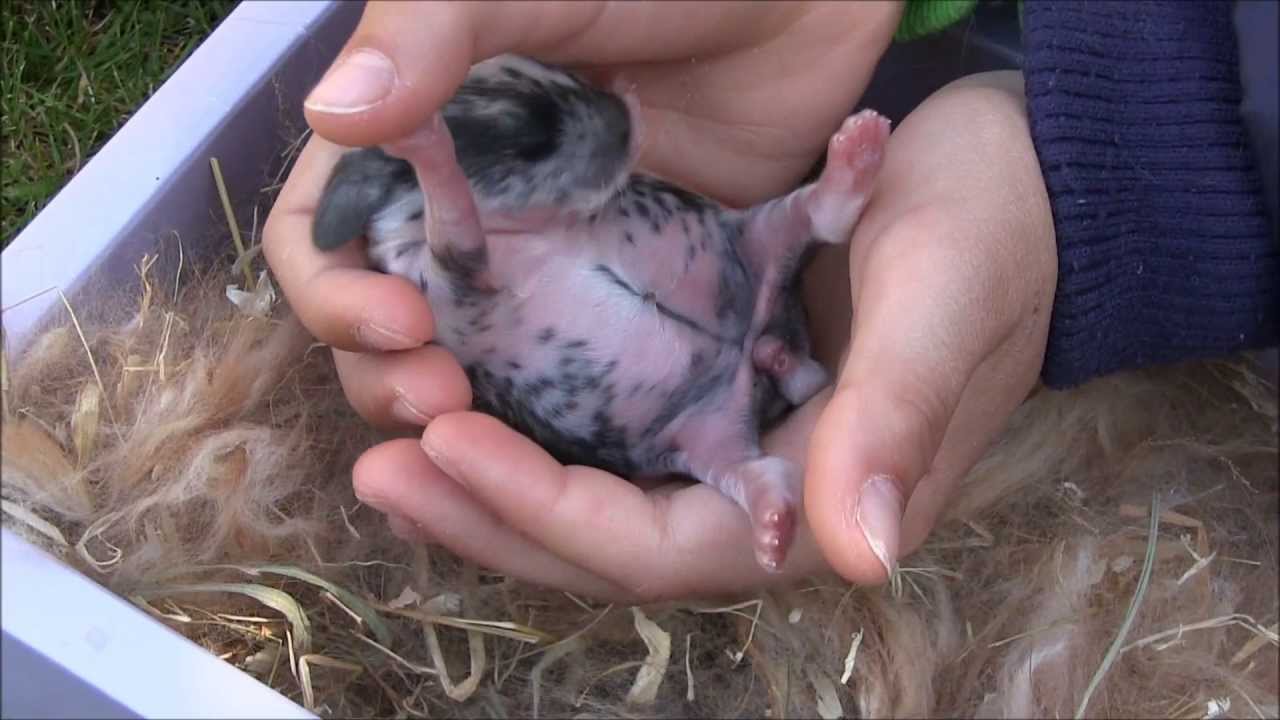 oops - More Baby Bunnies 2 days Old :):):) - YouTube