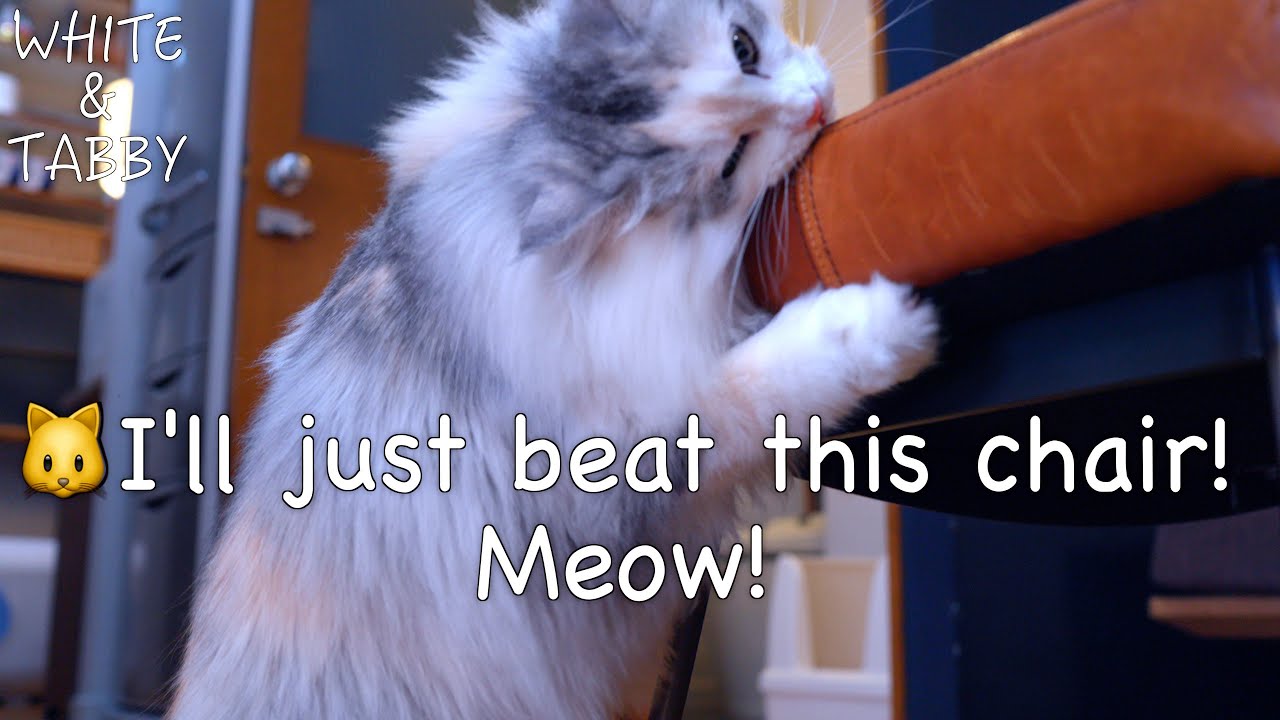 For some reason, a kitten fighting with a chair is very cute. | Cute ...