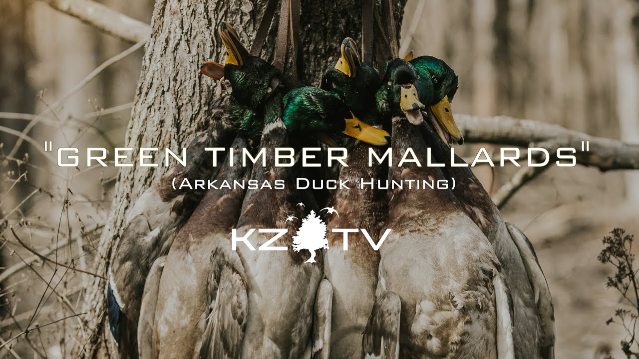 Green Timber Mallards!! (Arkansas Duck Hunt) K ZONE TV: "Green Timber ...