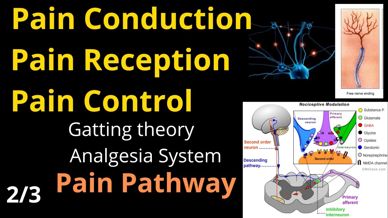 Conduction of pain in CNS | fast | slow pain pathway #conductionofpain ...