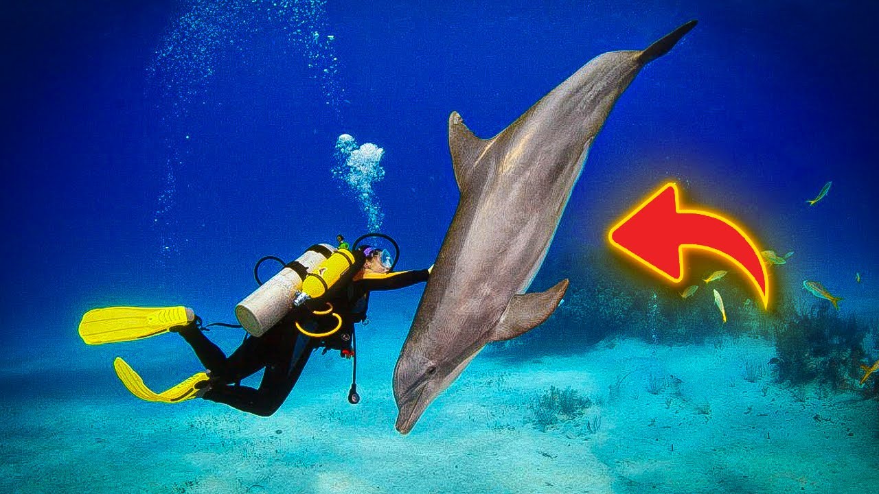Dolphin Swims Up To Diver For Help – Won't Stop Thanking Him After He ...