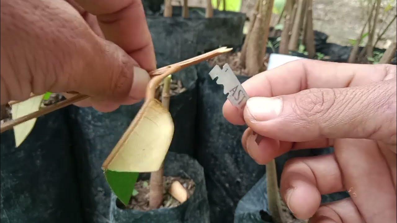 cara sambung pucuk durian bagi yang serius dan ingin berhasil. - YouTube