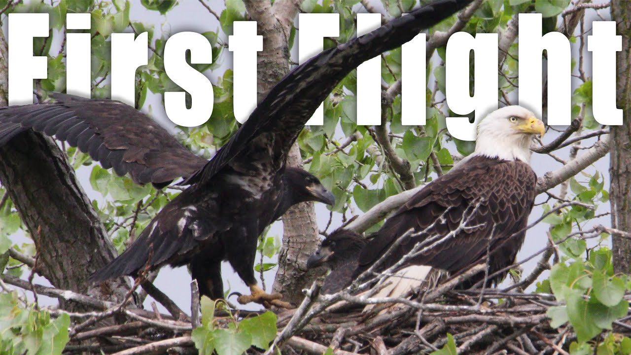 Bald Eaglets First Flight - YouTube