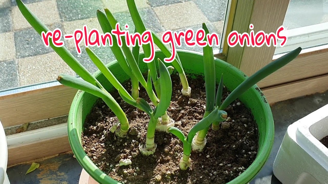 PAANO MAGTANIM NG SPRING ONION SA PASO || 간단한 대파 키우는법!! - YouTube