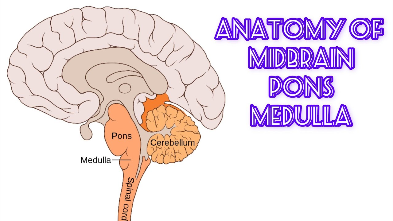 MID BRAIN PONS MEDULLA OBLONGATA NEUROANATOMY WITH CRANIAL NERVES ...