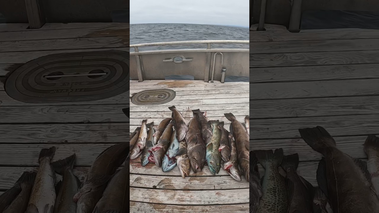 Longline Halibut Lingcod SNAP GEAR smack talk #commercialfishing # ...