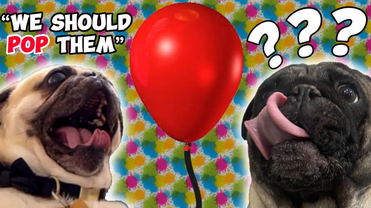 Pugs Discover That Balloons Pop! (Cute Pugs React to Balloons!) - YouTube