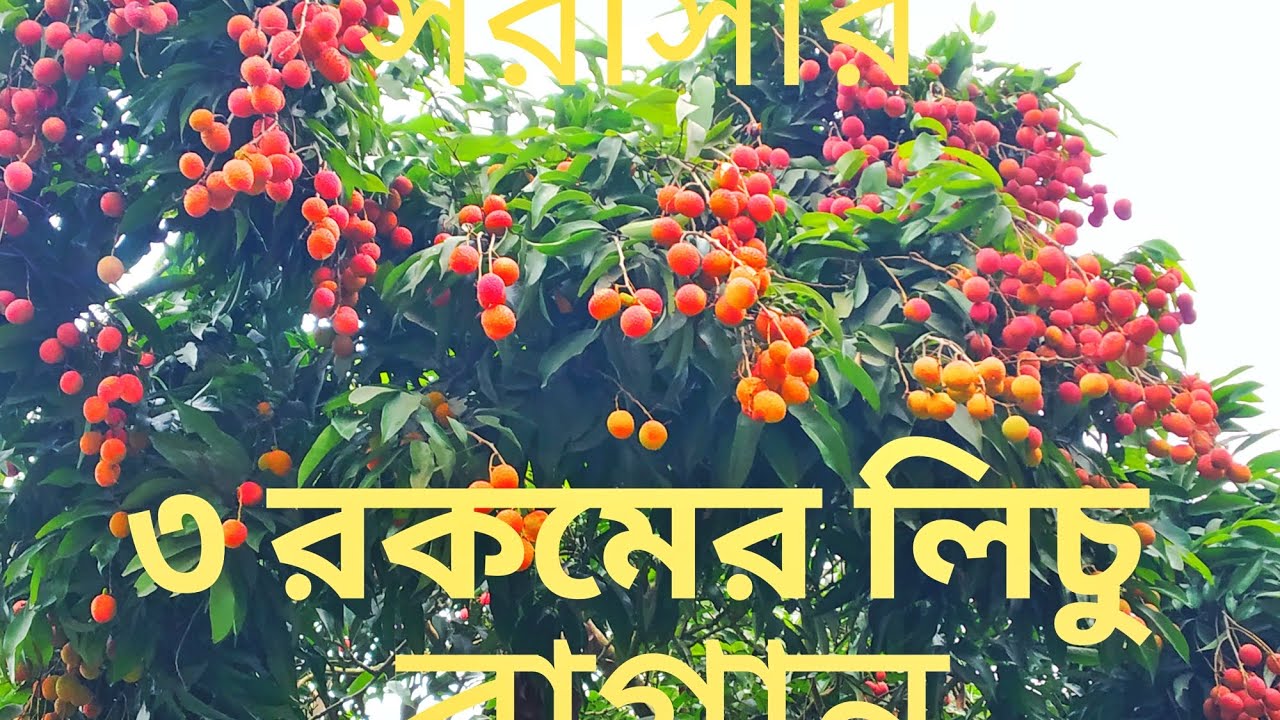 #chaina 3 lichu part 2 #subscribe #viral #video #vlog #garenafreefire # ...