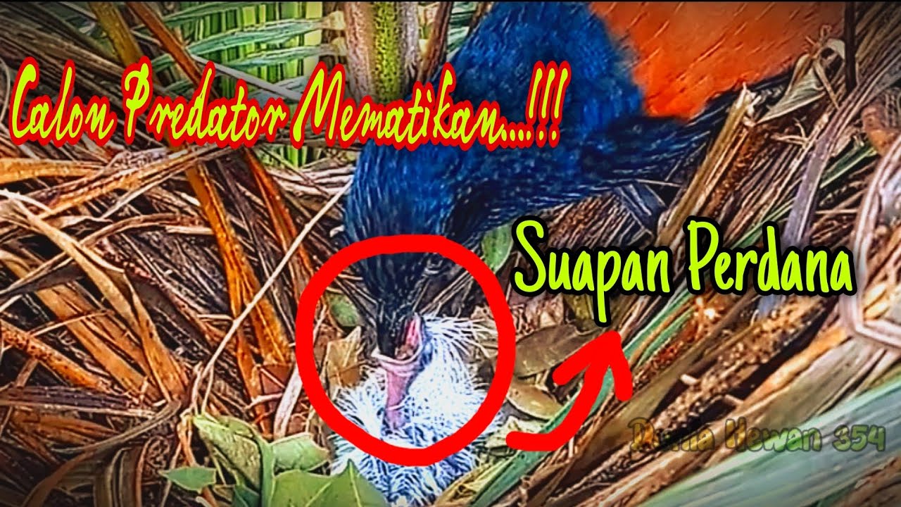 Suapan Pertama Anak Burung Bubut Calon Sang Predator - The First ...