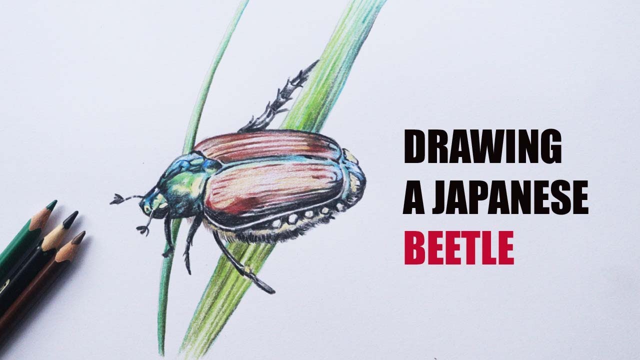 Japanese Beetle drawing in color pencils | Drawing for beginners ...