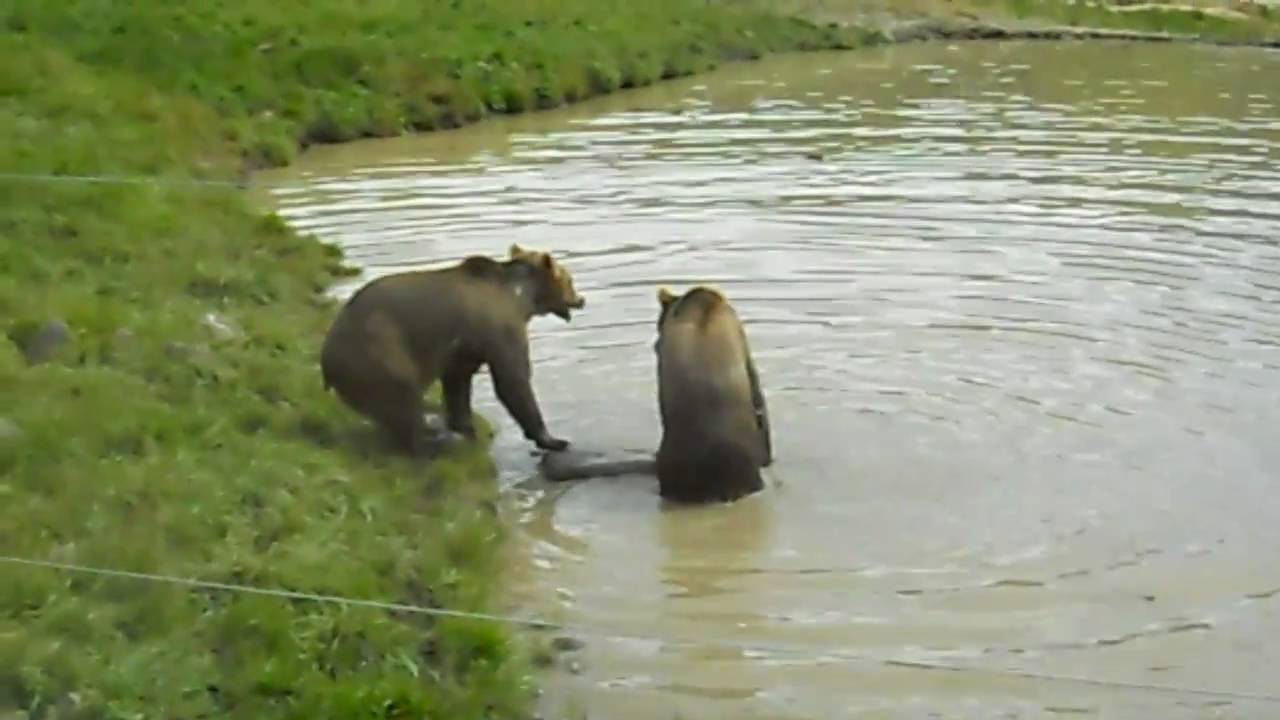 Bear Brawl - YouTube