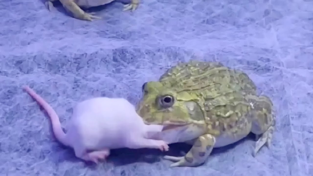 baby African bullfrog catching mouse | live feeding - YouTube