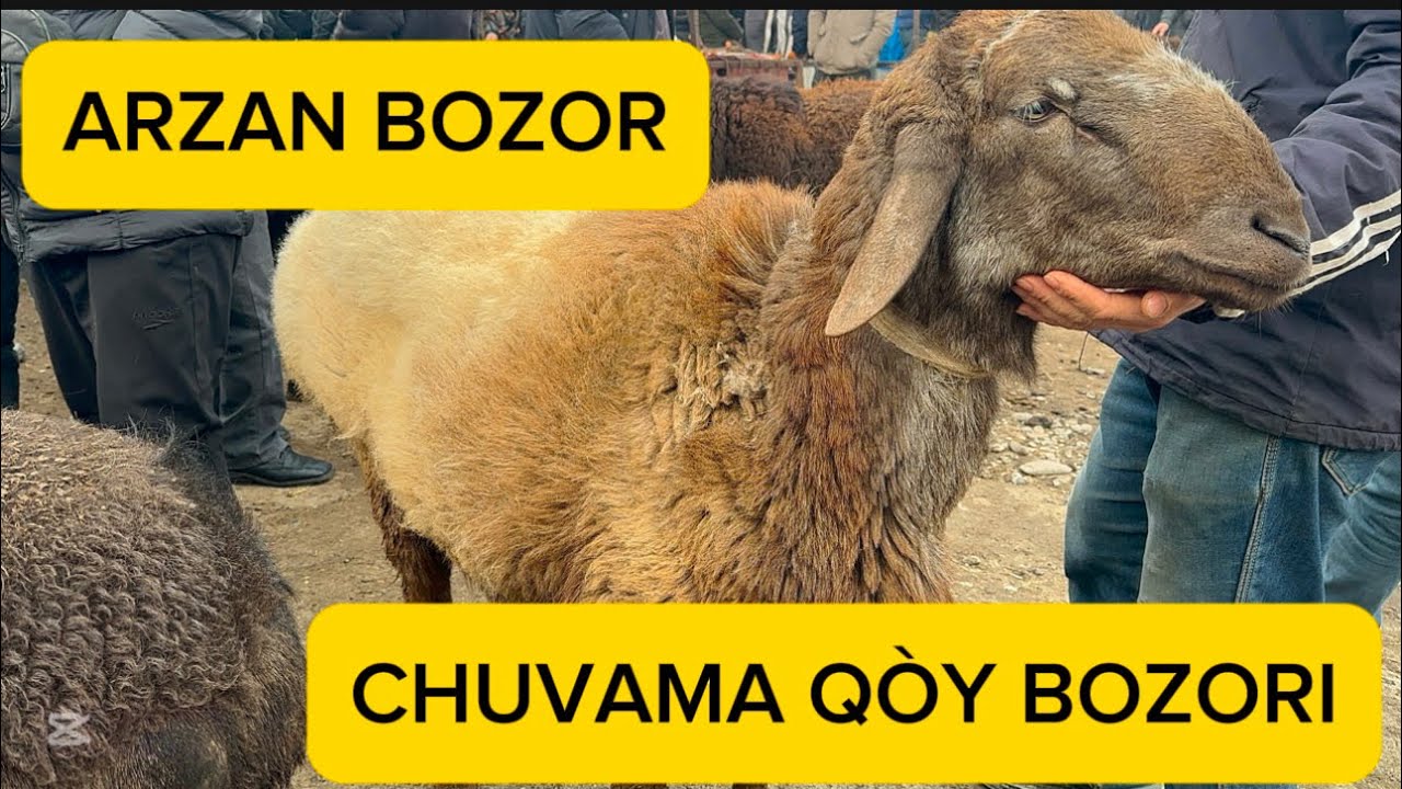 ANDIJON CHUVAMA MOL BOZORIDAN QÒYLAR NARXLAI - YouTube