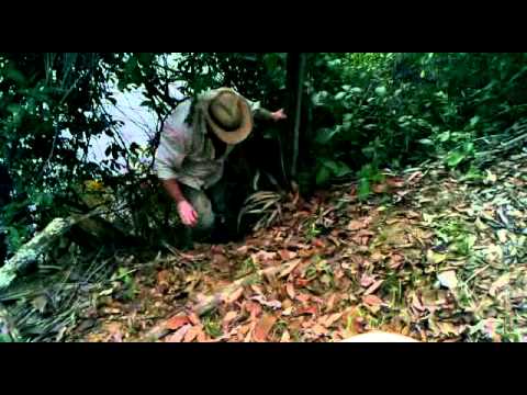 PESCANDO QUEIJO NO RIO DAS MORTES. NOVA XAVANTINA, MT. - YouTube