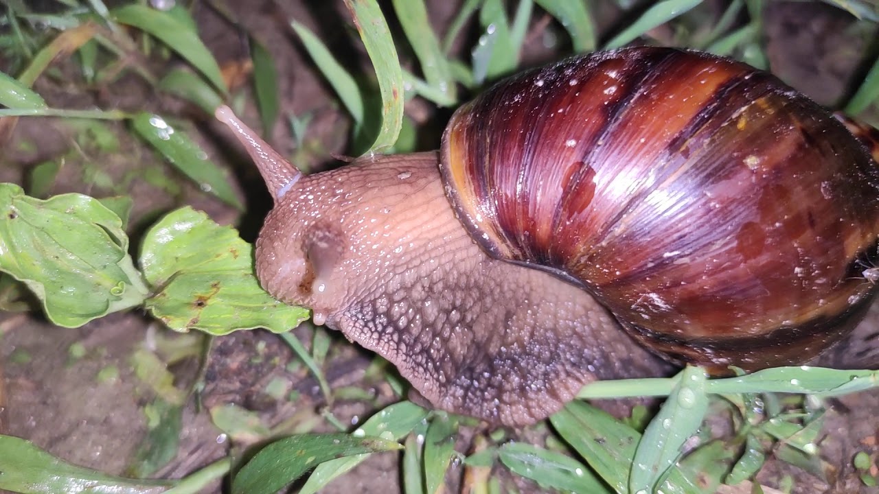 Big Snail eating and feeding on Grass plant leaf amazing video of ...