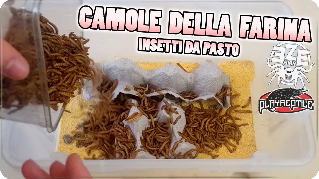 TARME DELLA FARINA : Insetti da Pasto (Tenebrio molitor) - YouTube