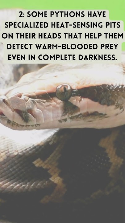 5 facts I bet you didn’t know about pythons!! - YouTube