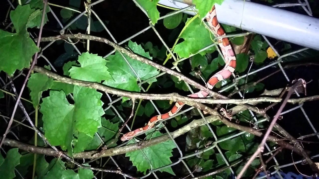 Serpientes de florida - YouTube