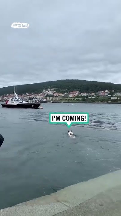 Dog long lost dolphin friend ♥️🤣 - YouTube