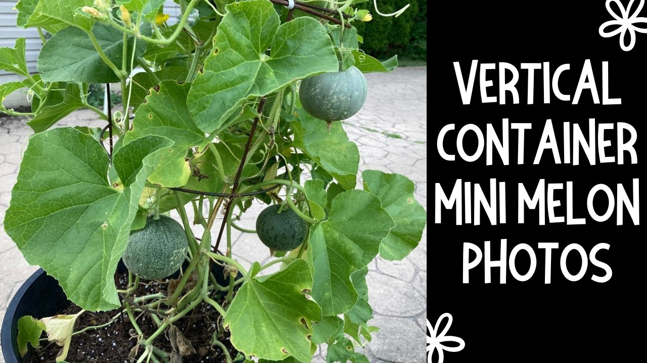 Small Muskmelon Garden Photo: Sugar Cube Cantaloupe Slideshow # ...