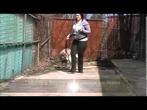Mar 16 2014 Loba Sweet Husky Gal Husky House - YouTube