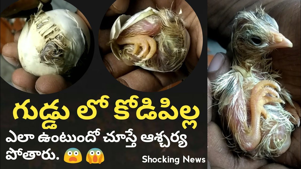 Miracle Born Baby Videos from Egg Membrane Chick hatching from Eggs ...
