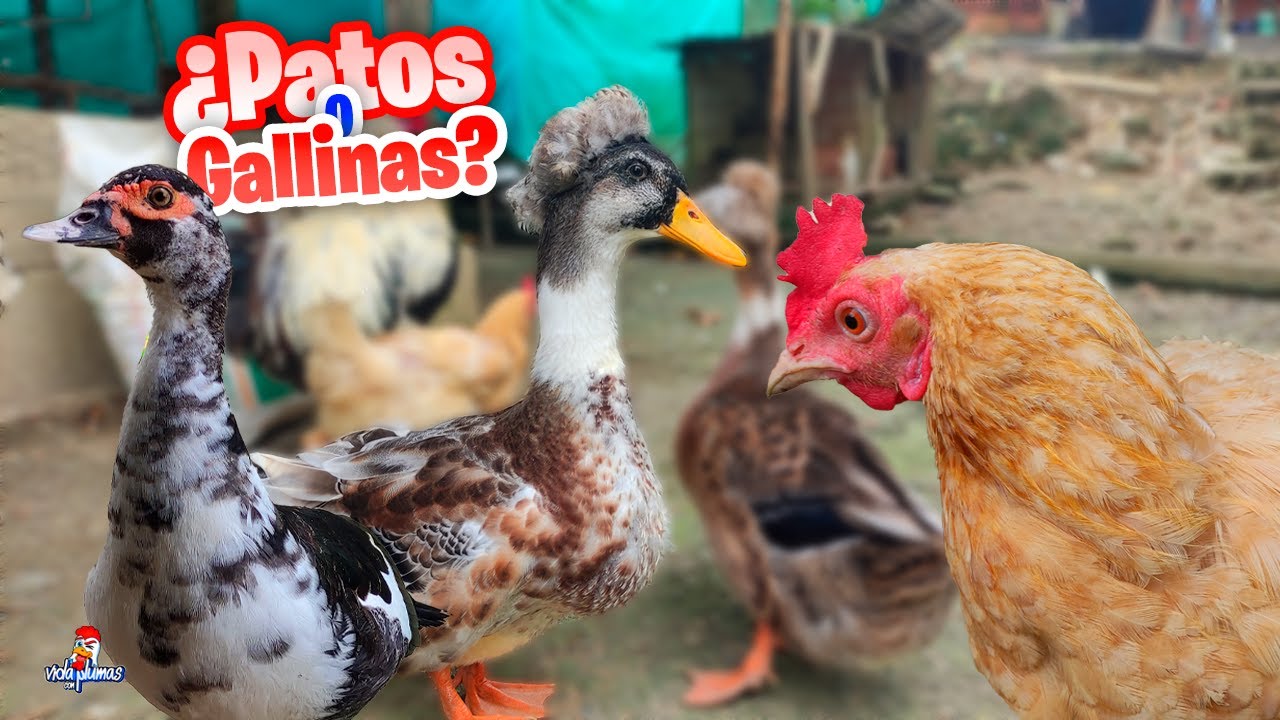 ¿Qué es Mejor? Gallinas o Patos - YouTube
