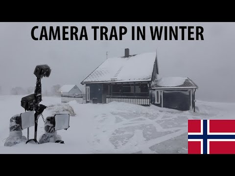 CAMERA TRAP in WINTER - Northern Norway - THE ARCTIC - YouTube