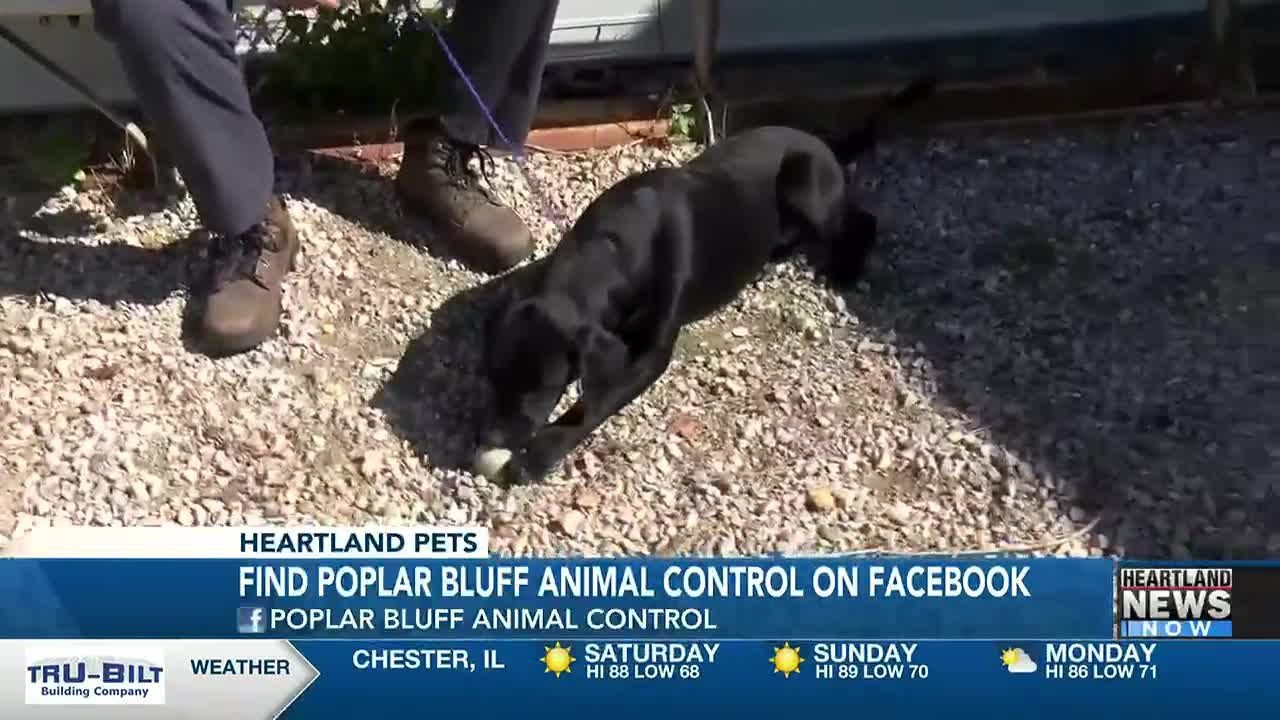 Heartland Pets feat. Luke 9/1 - YouTube