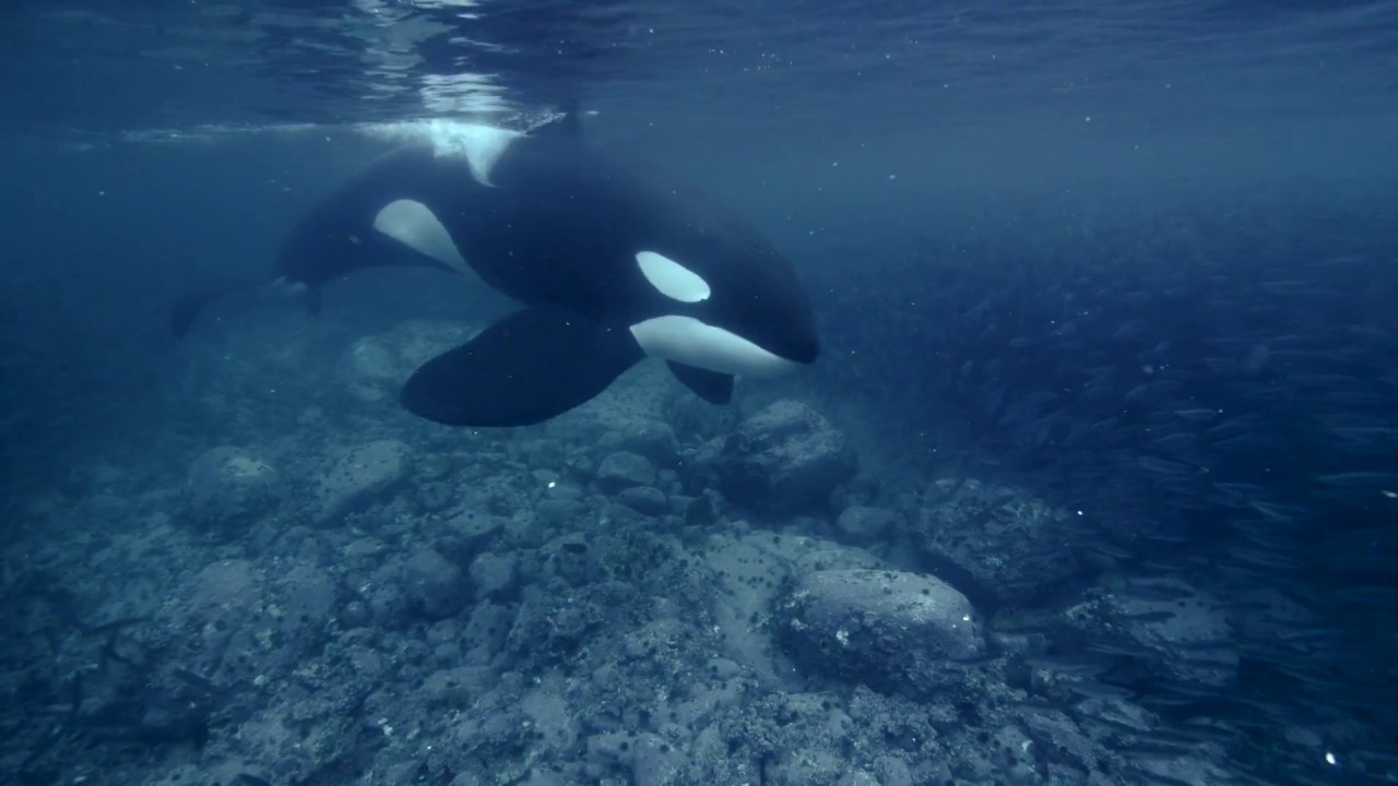 Oceano Azul Foundation - YouTube