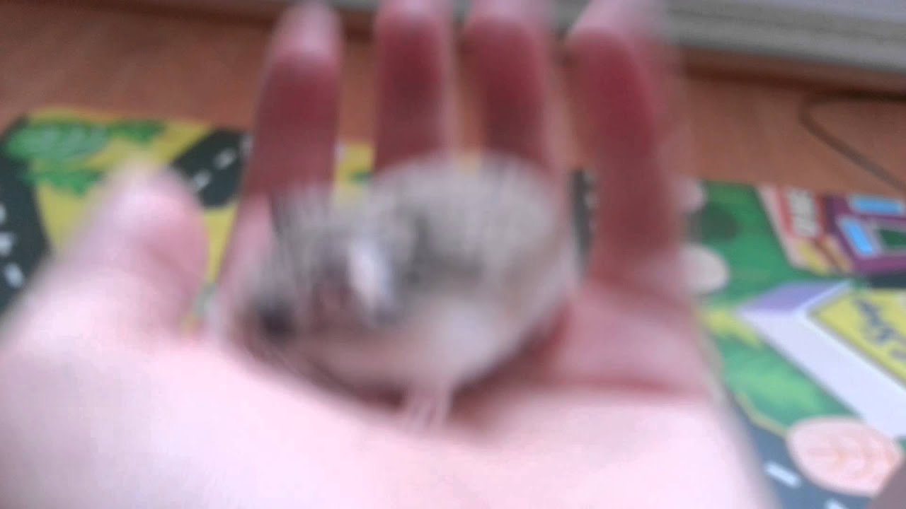 Hamster on drugs - YouTube