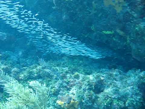 School of Silverside Minnows - YouTube