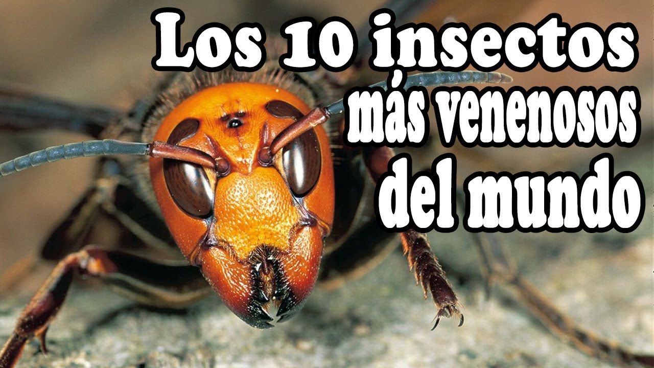 Top 10 insectos mas venenosos del mundo en 8 minutos│Historia de las ...
