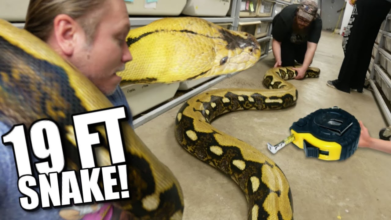 MEASURING A 19 FOOT SNAKE!! How do we do it??? | BRIAN BARCZYK - YouTube