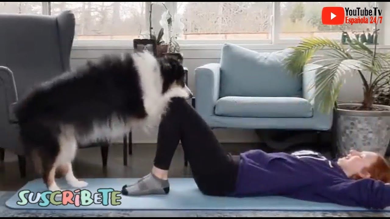 Amazing Dog: este adorable perro haciendo yoga con su dueño te alegrará ...