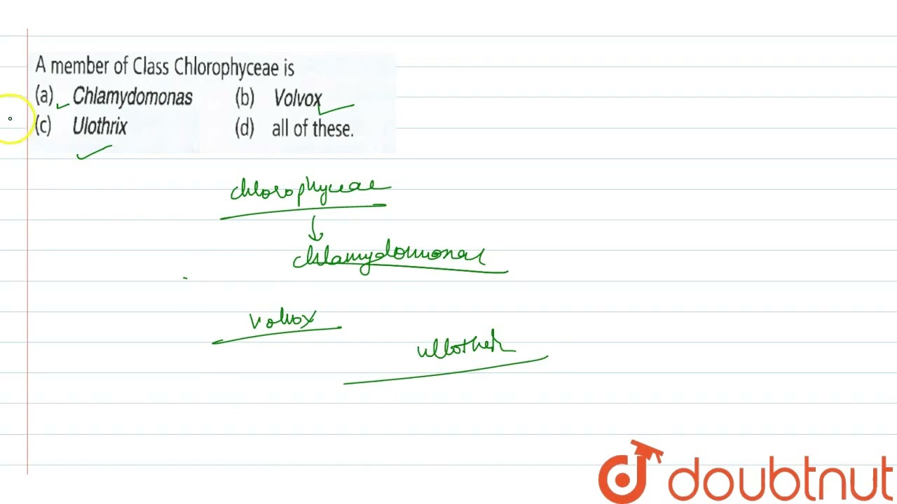 A member of class chlorophyceae is | 11 | PLANT KINGDOM | BIOLOGY ...