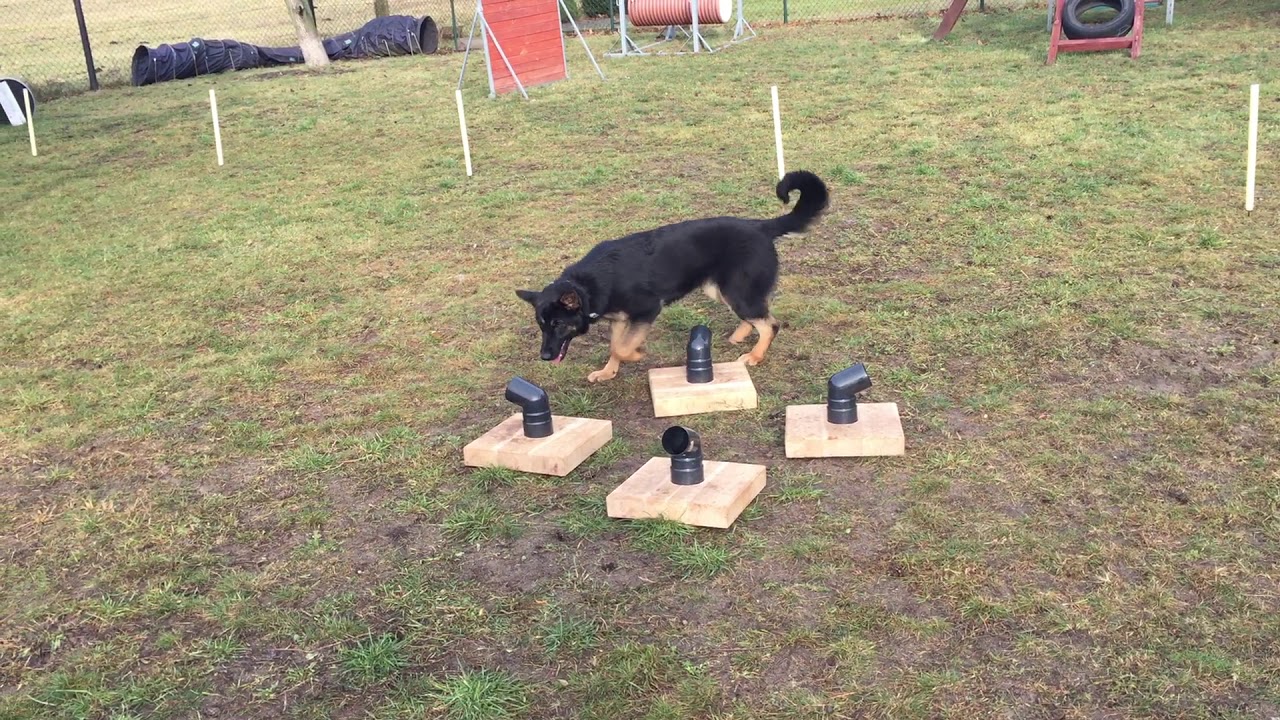 Centrum Pracy z Psem "SONGO" - MANIA - 4 kominki - YouTube