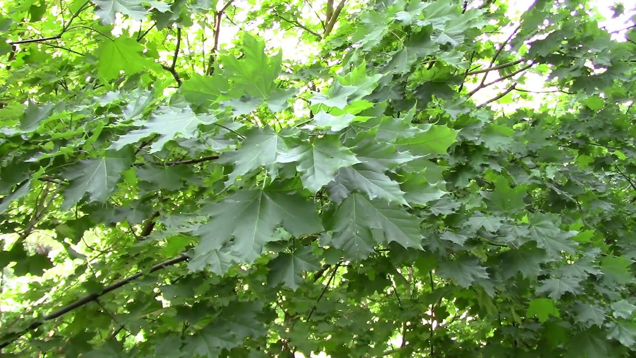 Maple Leaves - Free Stock Creative Commons Video - YouTube