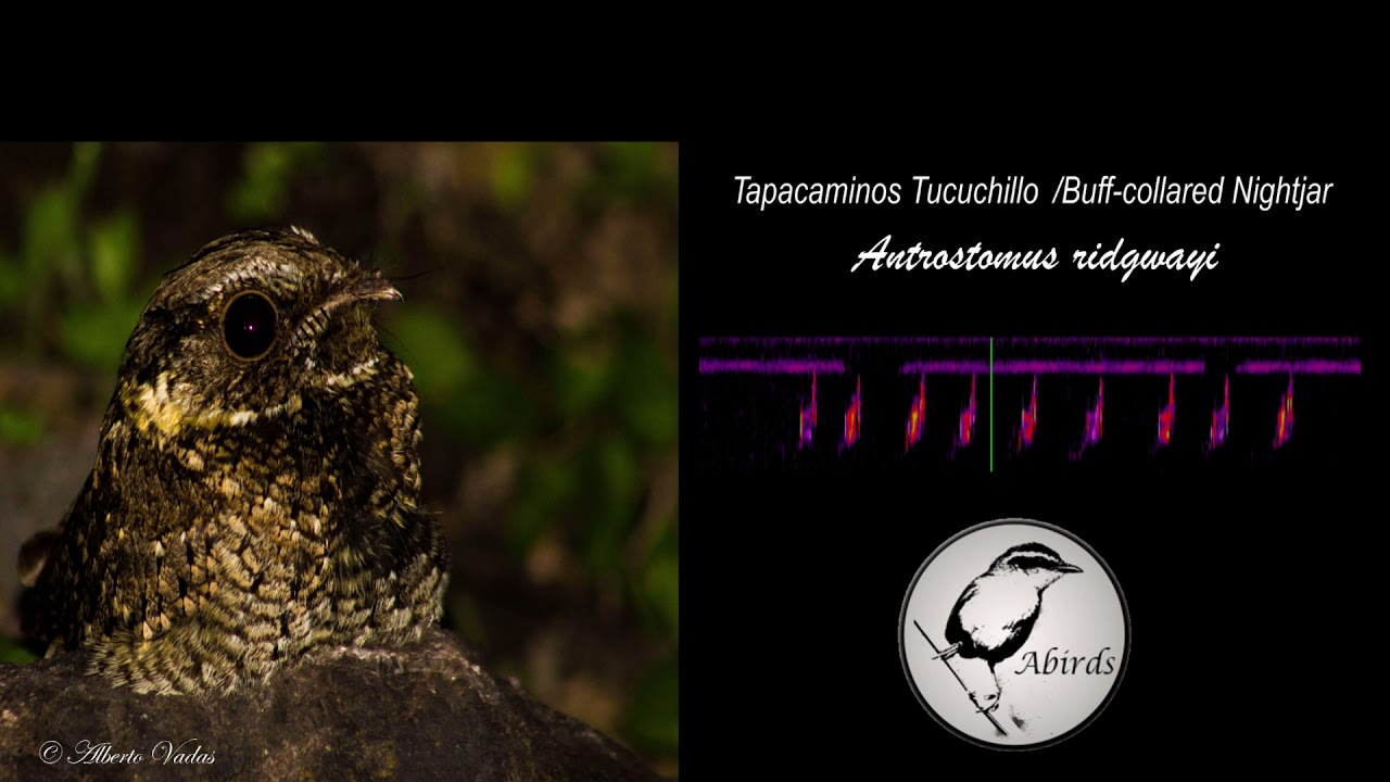 Tapacaminos Tucuchillo (Antrostomus ridgwayi) - YouTube