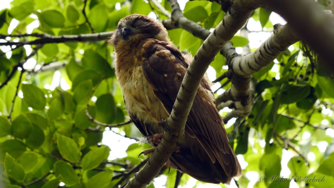 Australian Boobook Owl, Southern Boobook Owl or Boobook Owl (Ninox ...
