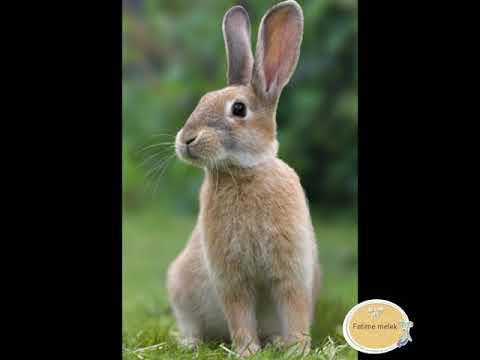 Sirin dovsan sekilleri #sirindovsan #sirin