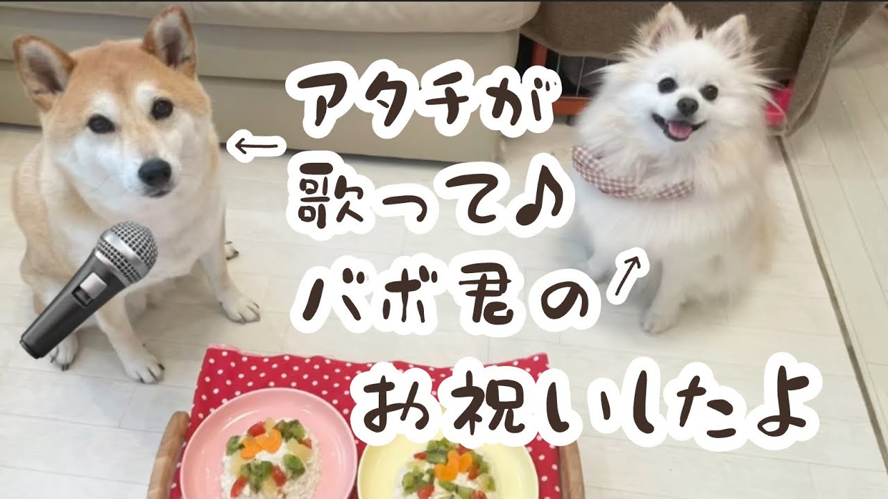 【柴犬 もみさん】お誕生日は毎年恒例の歌と手作りケーキでお祝いです♪ ぶっつけ本番でレンズが曇ってました(´；ω；`)ｳｯ…Shibadog ...