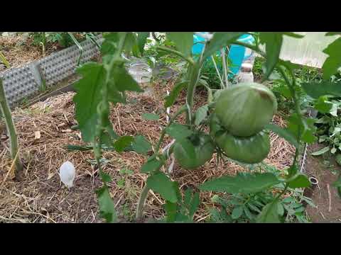 Важная подкормка для томатов. Магбор и Гумат калия. - YouTube