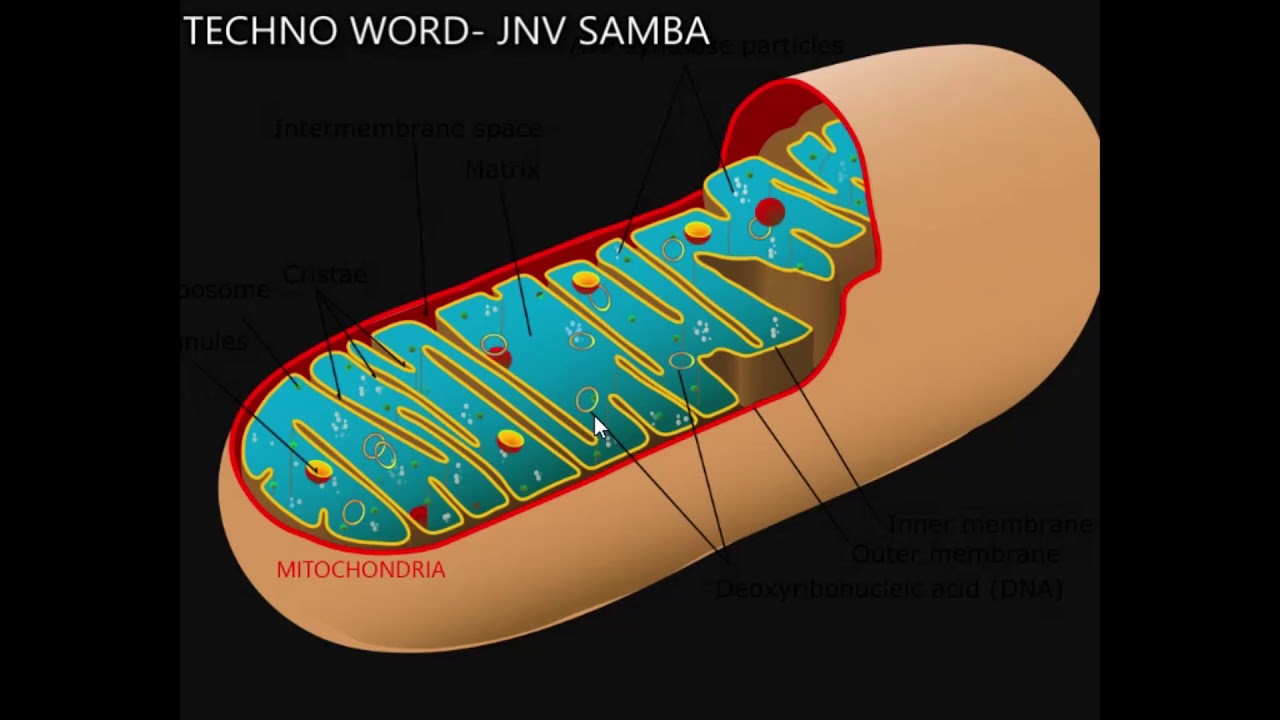 MITOCHONDRIA - YouTube