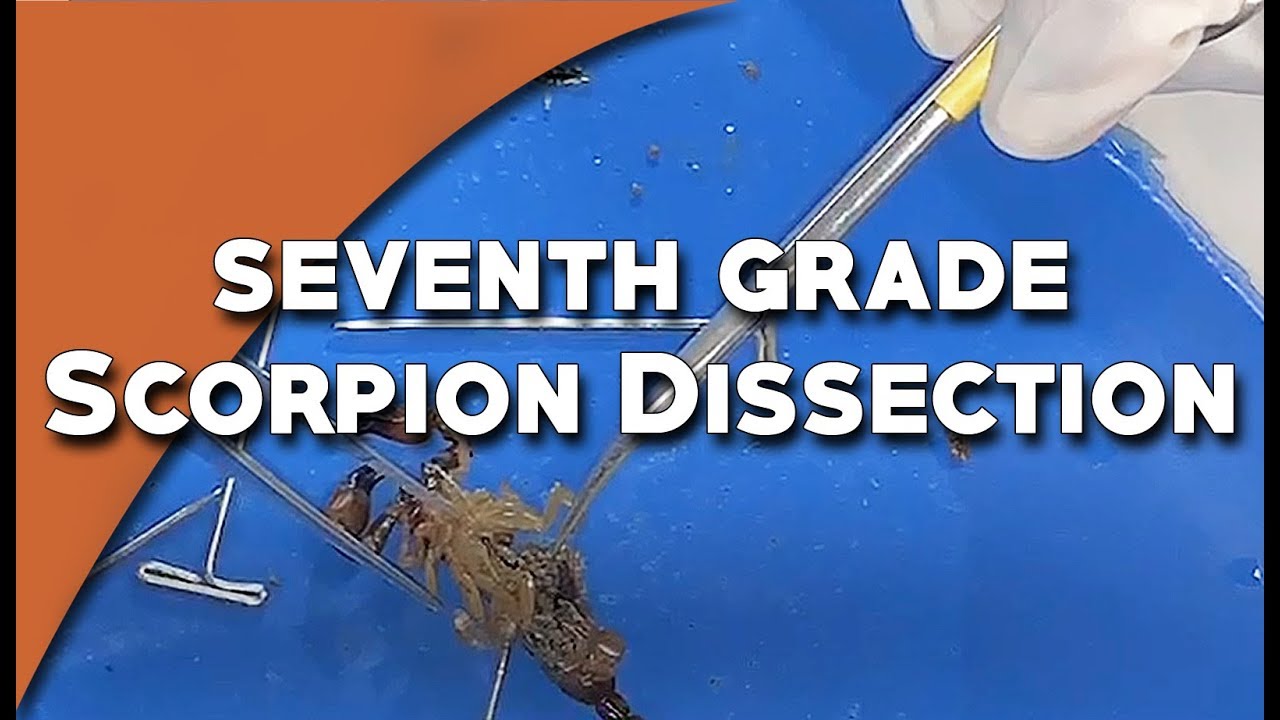 Seventh Grade Scorpion Dissection - YouTube