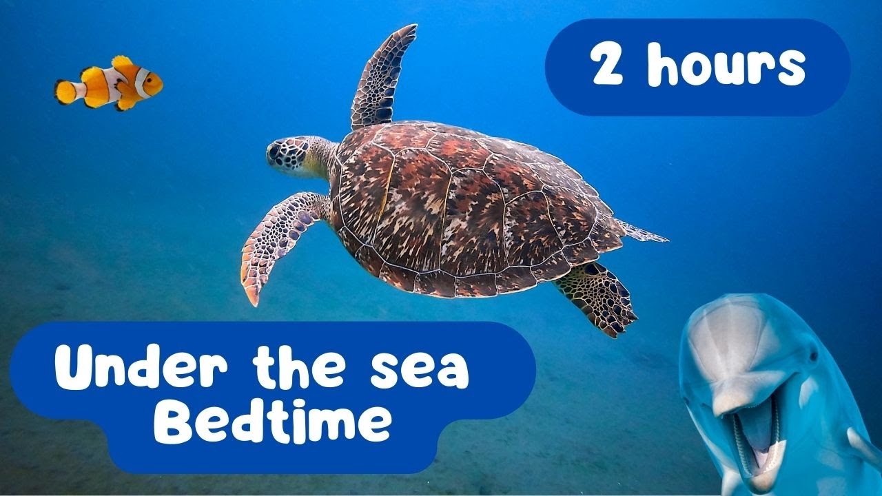 Under The Sea Bedtime | Calming fish, turtles and whales | 2 Hours of ...