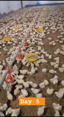 Day 5 || Age First week || Broiler Farm #poultry #chicken #chicken ...