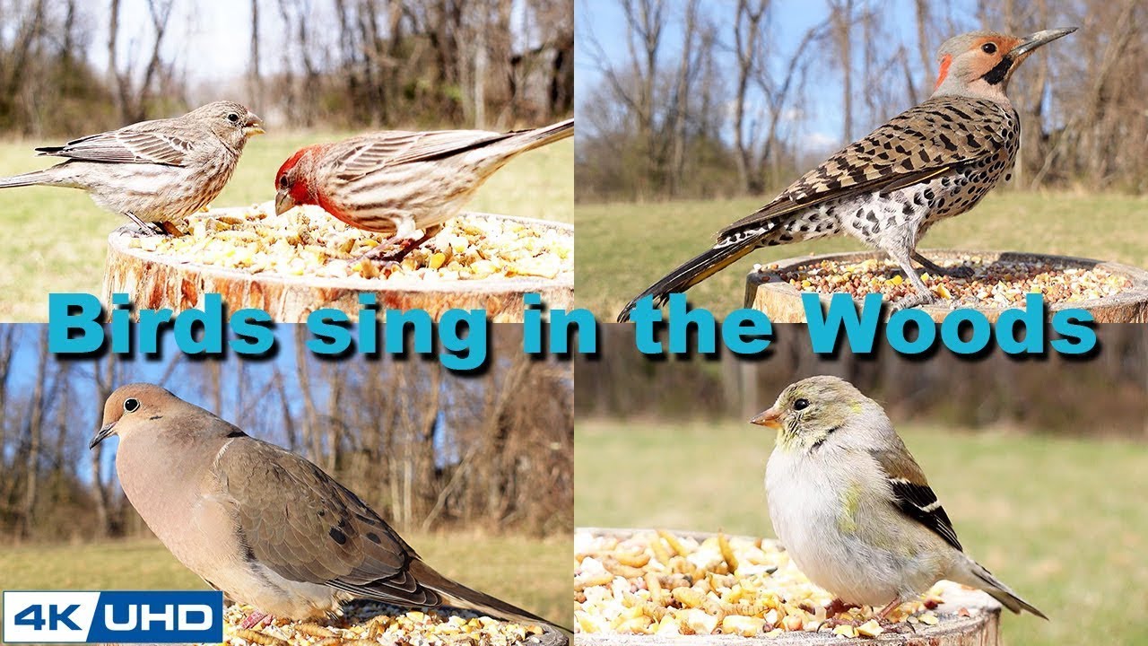 4K 12H Birds Singing in the Woods, CatTV, Relaxing Sound for Separation ...